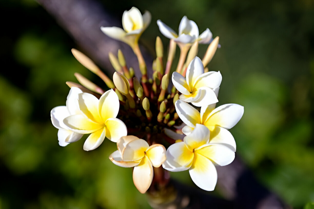 All About The Aparajita Flower: Care, Benefits, And Where To Buy Online